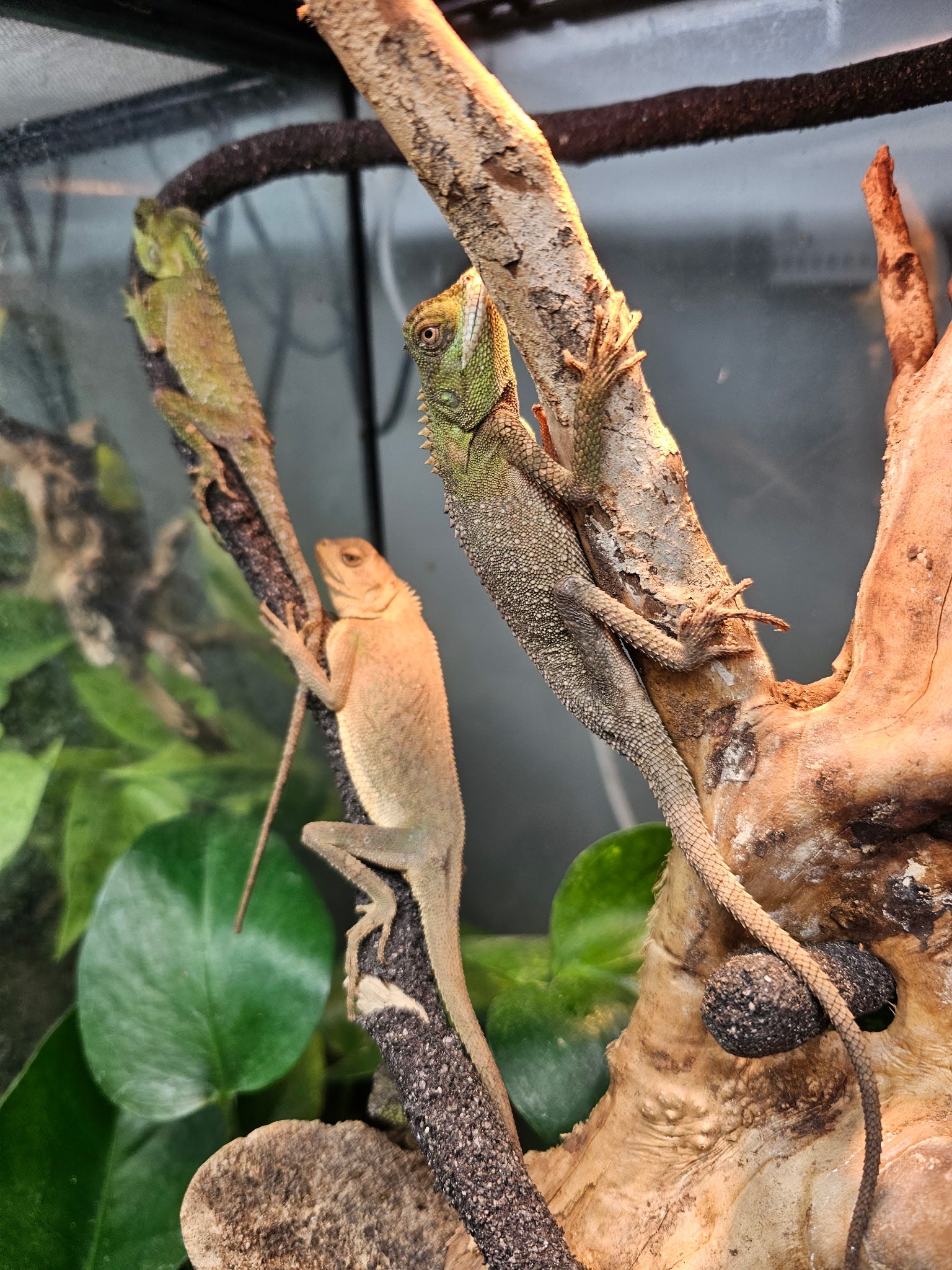 Mountain Horned Dragon (Acanthosaura capra) | CRAZY FROG LADY L.L.C.