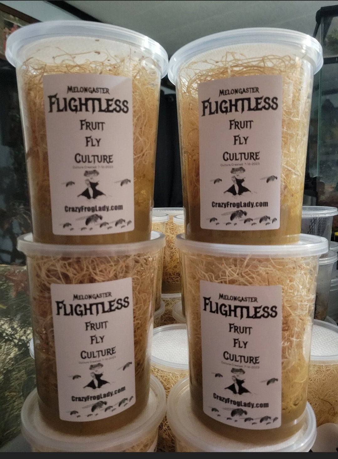 Flightless Fruit Fly Culture (4 Pack) | CRAZY FROG LADY L.L.C.