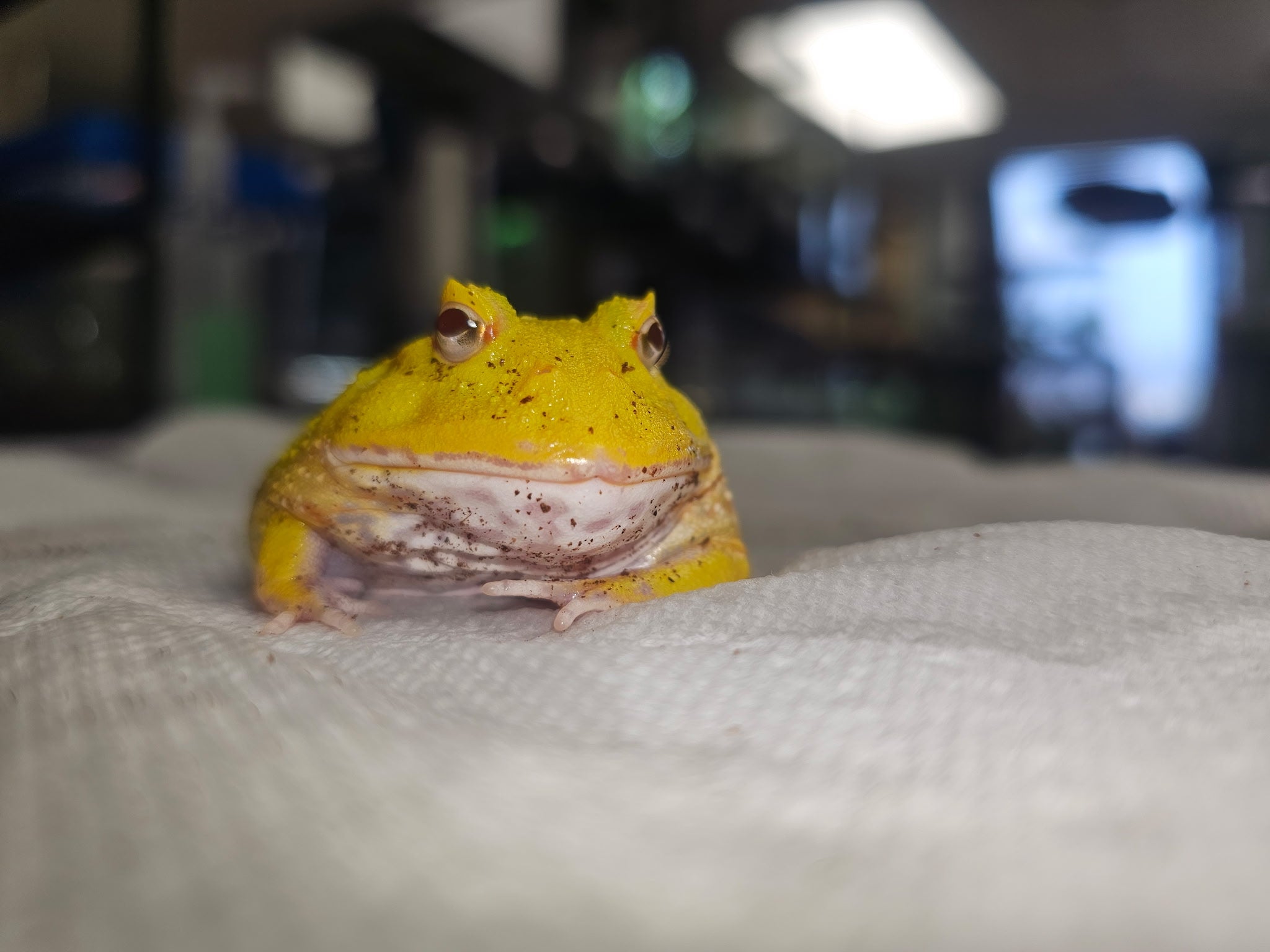 Super Pikachu Pacman Frog Juvenile | CRAZY FROG LADY L.L.C.