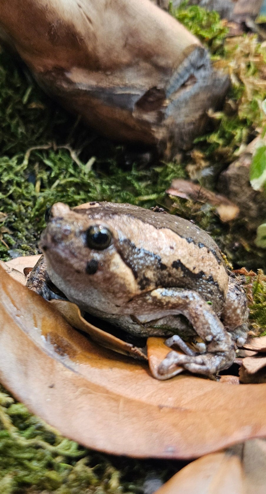 Chubby Frog | CRAZY FROG LADY L.L.C.