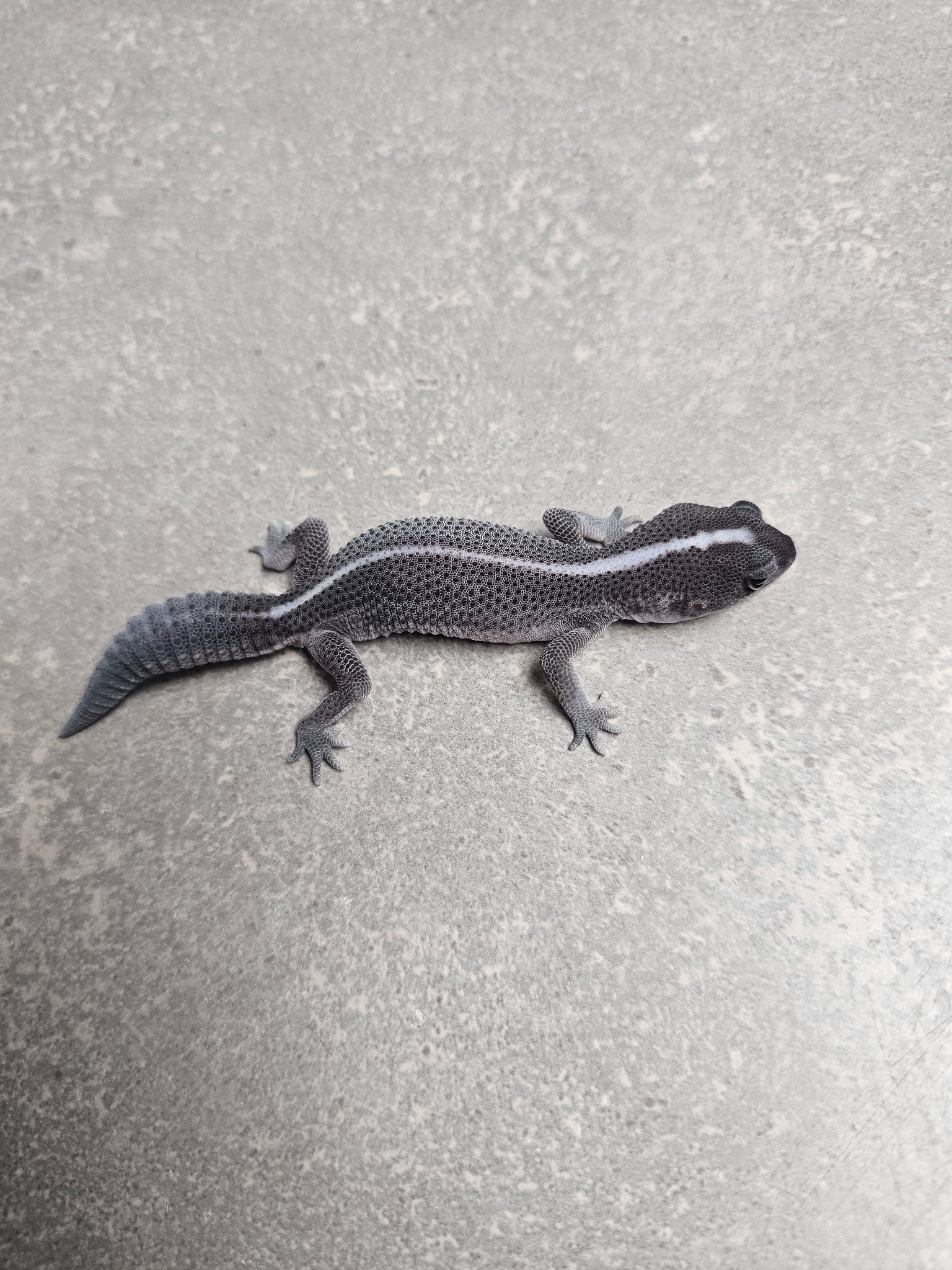 African Fat Tail Gecko - Patty Stripe C.B. | CRAZY FROG LADY L.L.C.