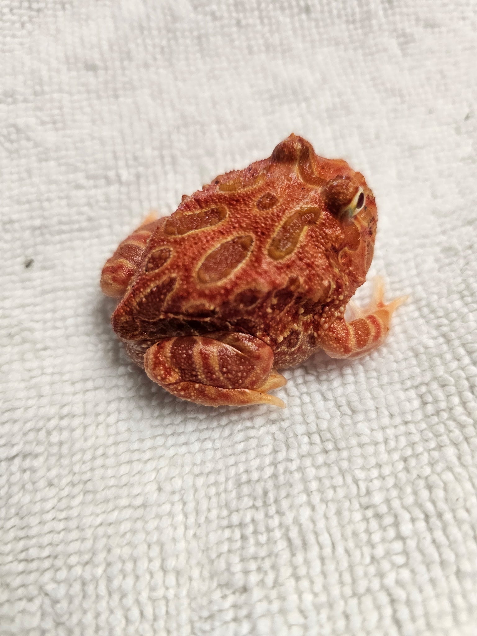 Strawberry Pacman Frog cbb | CRAZY FROG LADY L.L.C.