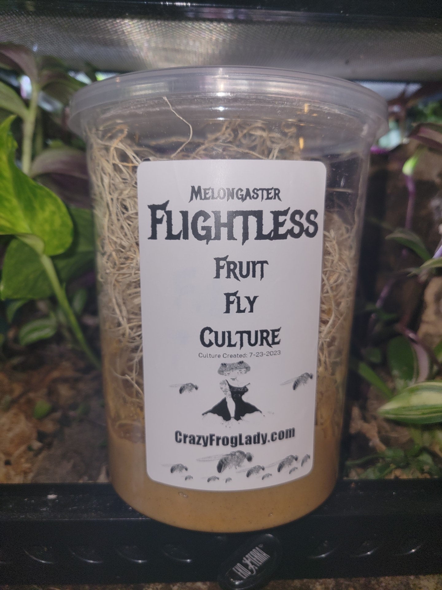 Flightless Fruit Fly Culture 32oz | CRAZY FROG LADY L.L.C.
