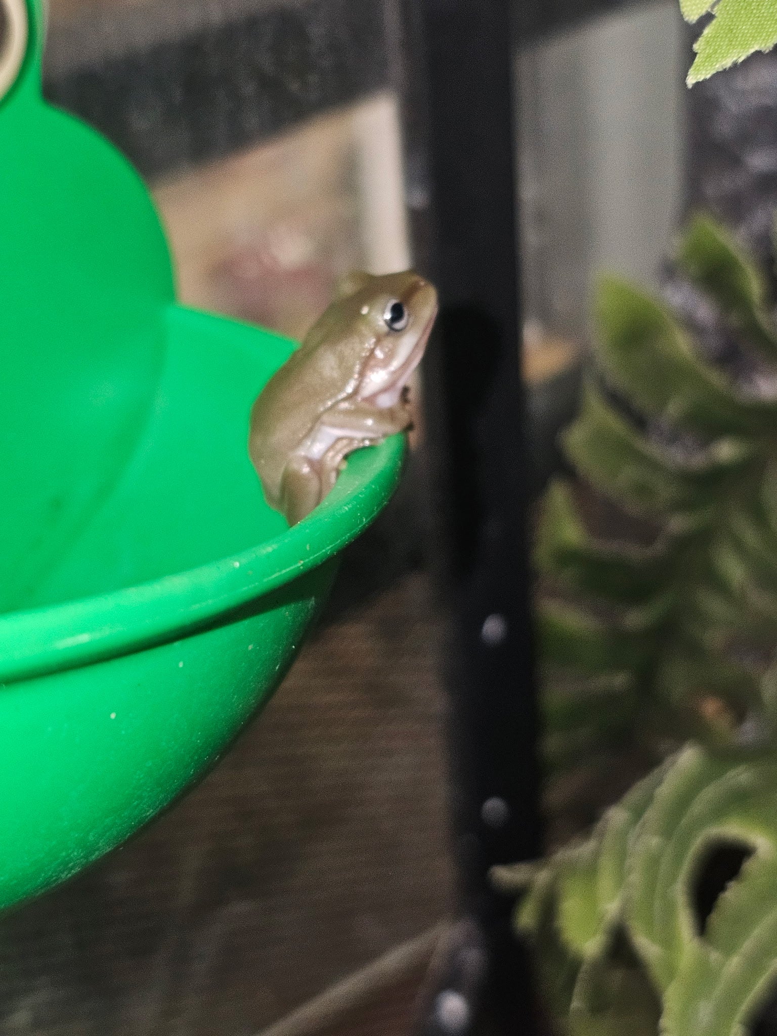 Blue Eyed Whites Tree Frog (Litoria caerulea) c.b.juvenile | CRAZY FROG ...