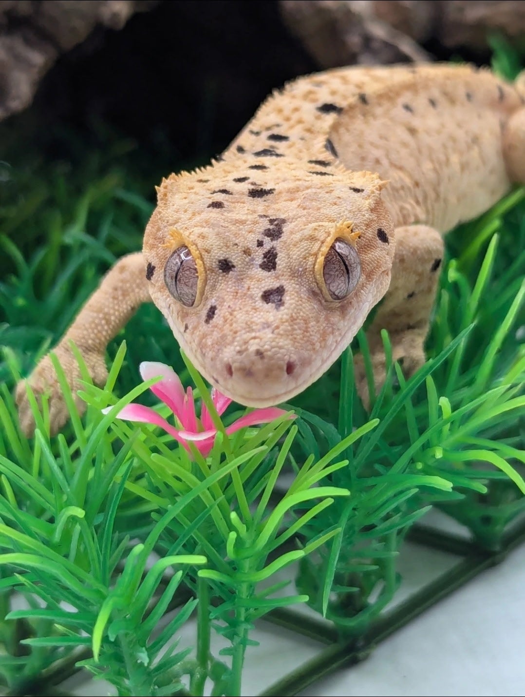 Yellow Ink Spot Dalmatian Crested Gecko - Female Adult | CRAZY FROG LADY L.L.C.