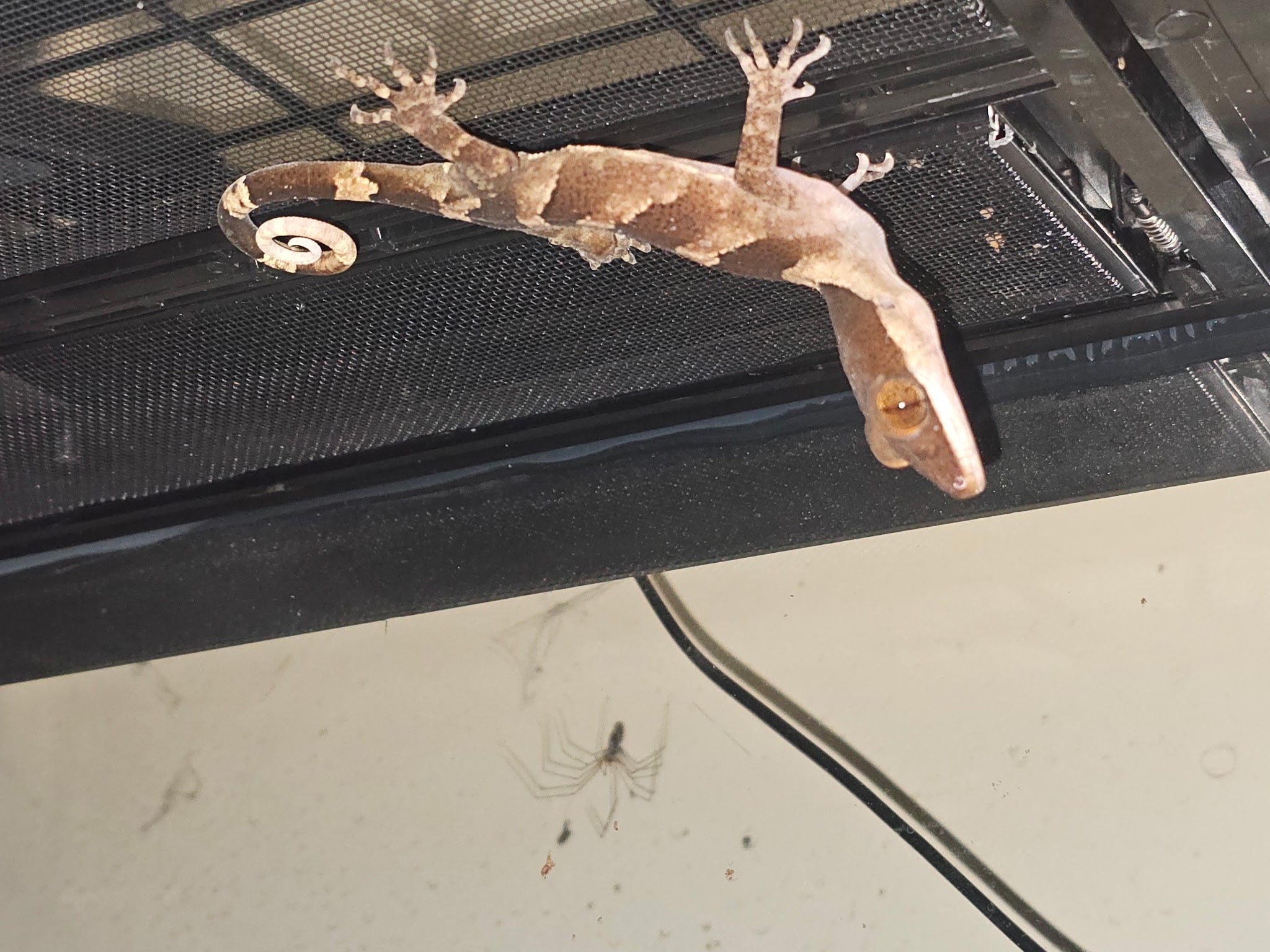 Giant Bent Toe Gecko | CRAZY FROG LADY L.L.C.