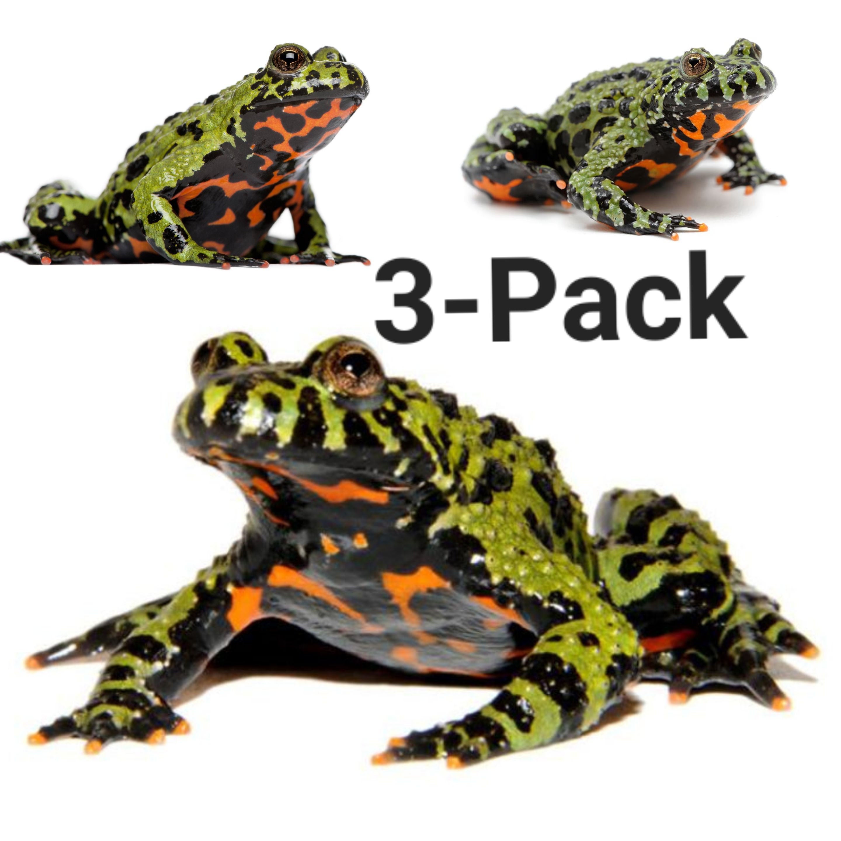 Fire Belly Toads 3 Pack c.b.b. | CRAZY FROG LADY L.L.C.
