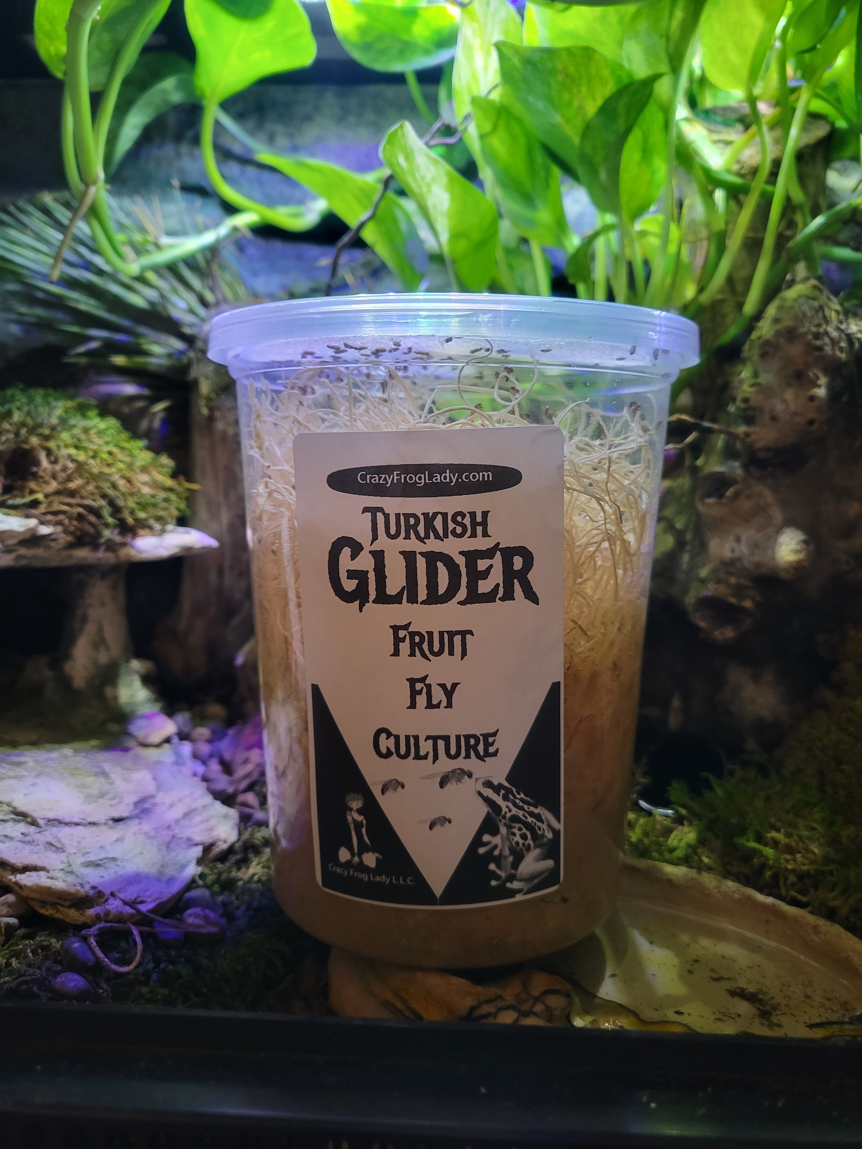 Turkish Glider Fruit Fly Culture 32oz | CRAZY FROG LADY L.L.C.