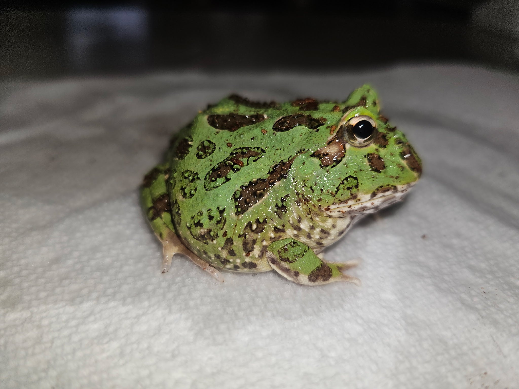Samurai Green Pacman Frog | CRAZY FROG LADY L.L.C.