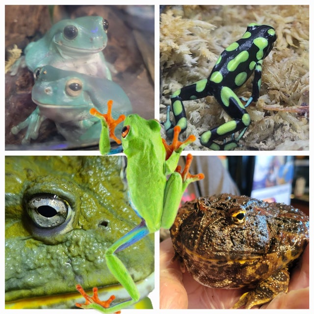 FROGS | CRAZY FROG LADY L.L.C.