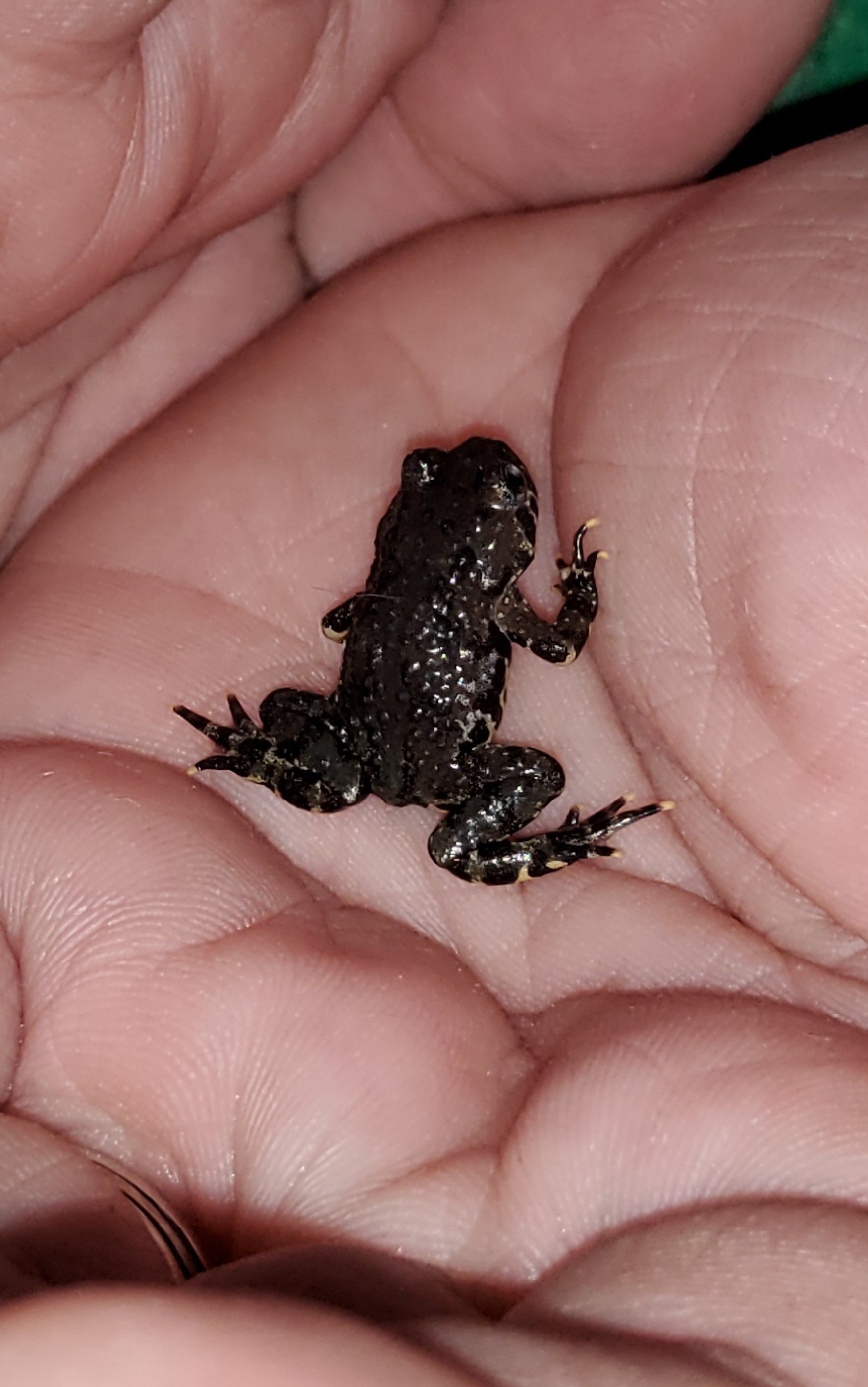 Fire belly toad clearance new tank