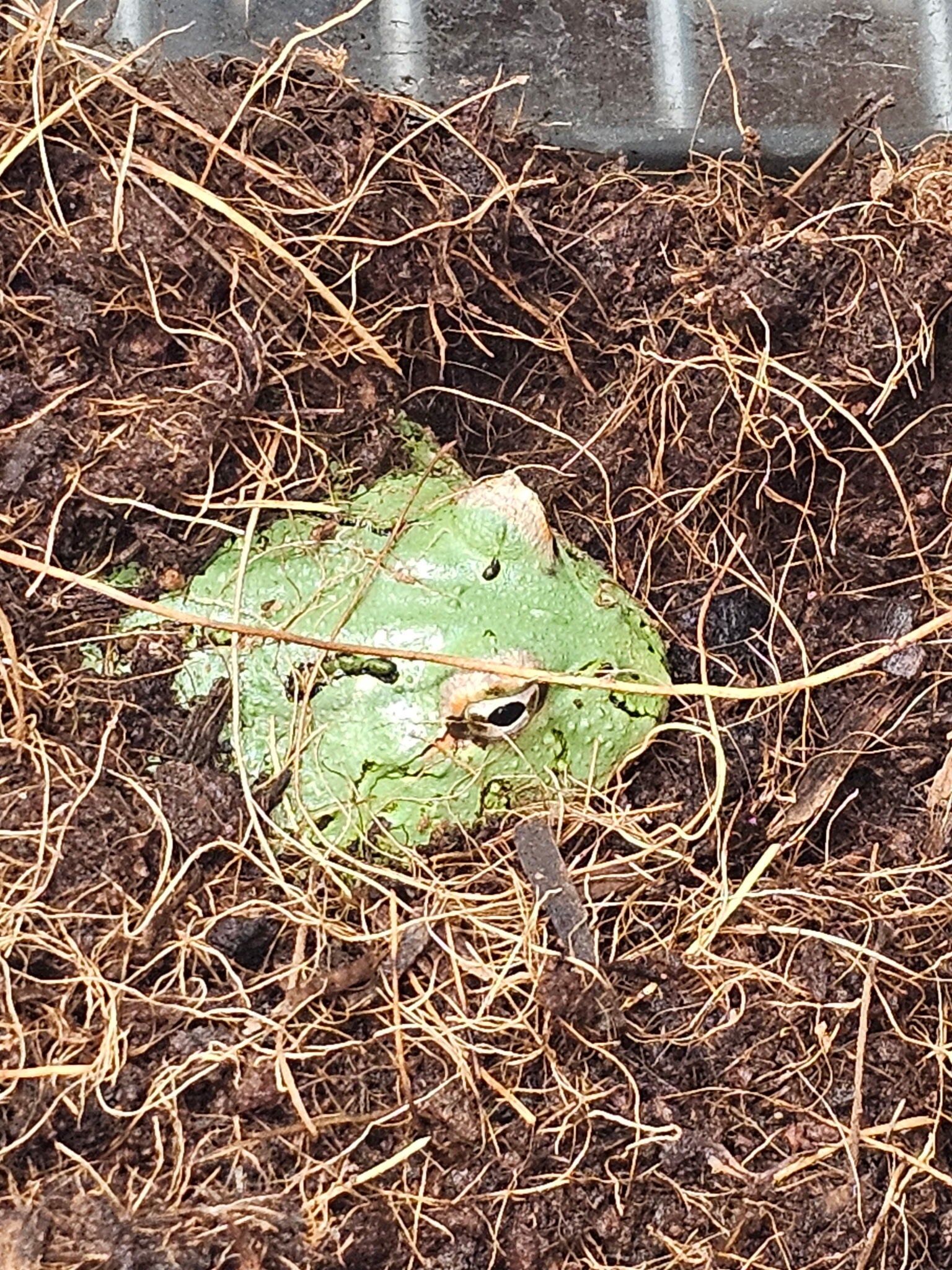 Peppermint Pacman Frog C.B.B. | CRAZY FROG LADY L.L.C.