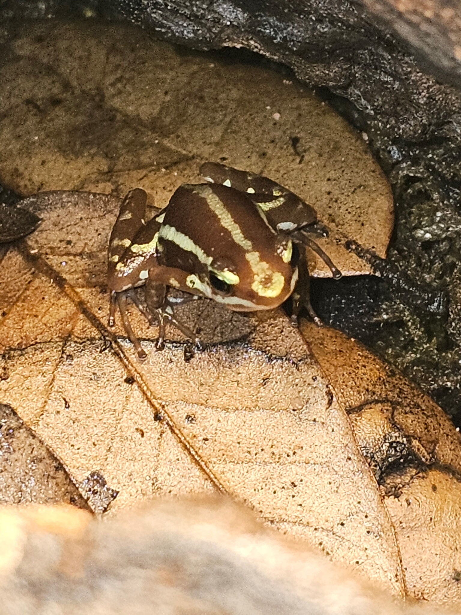 Santa Isabel - (Epipedobates anthonyi) Poison Dart Frogs | CRAZY FROG ...