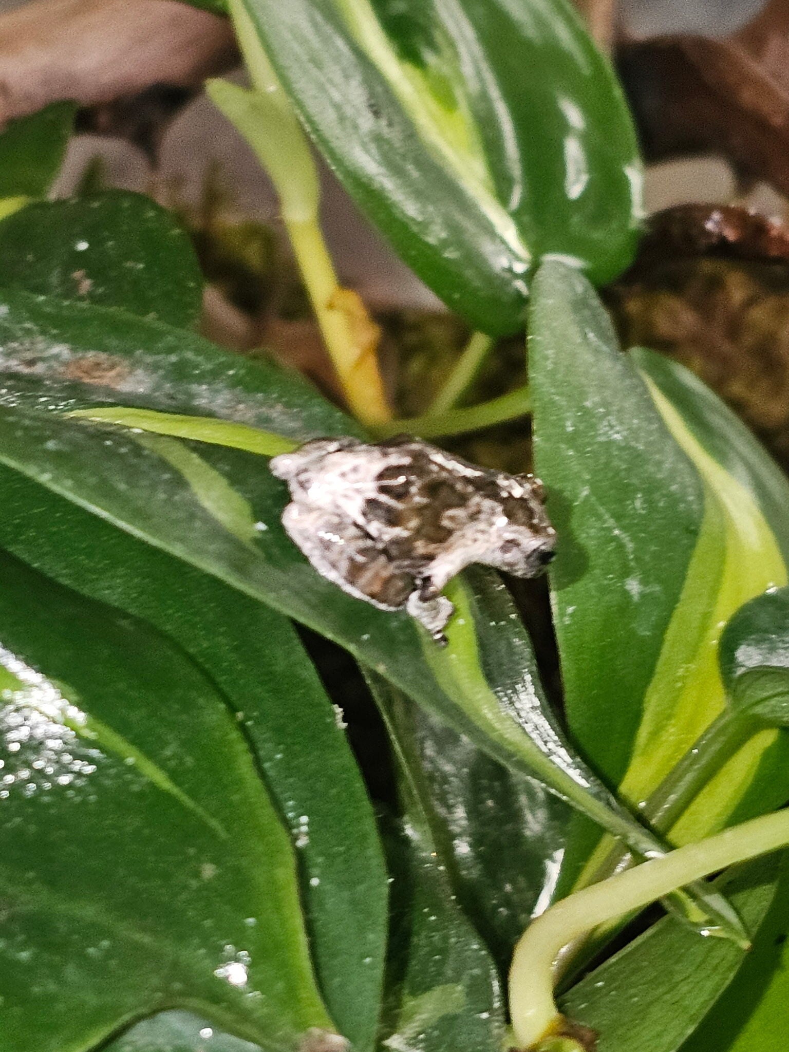 Bird Poop Frog "South American" C.B.B. | CRAZY FROG LADY L.L.C.