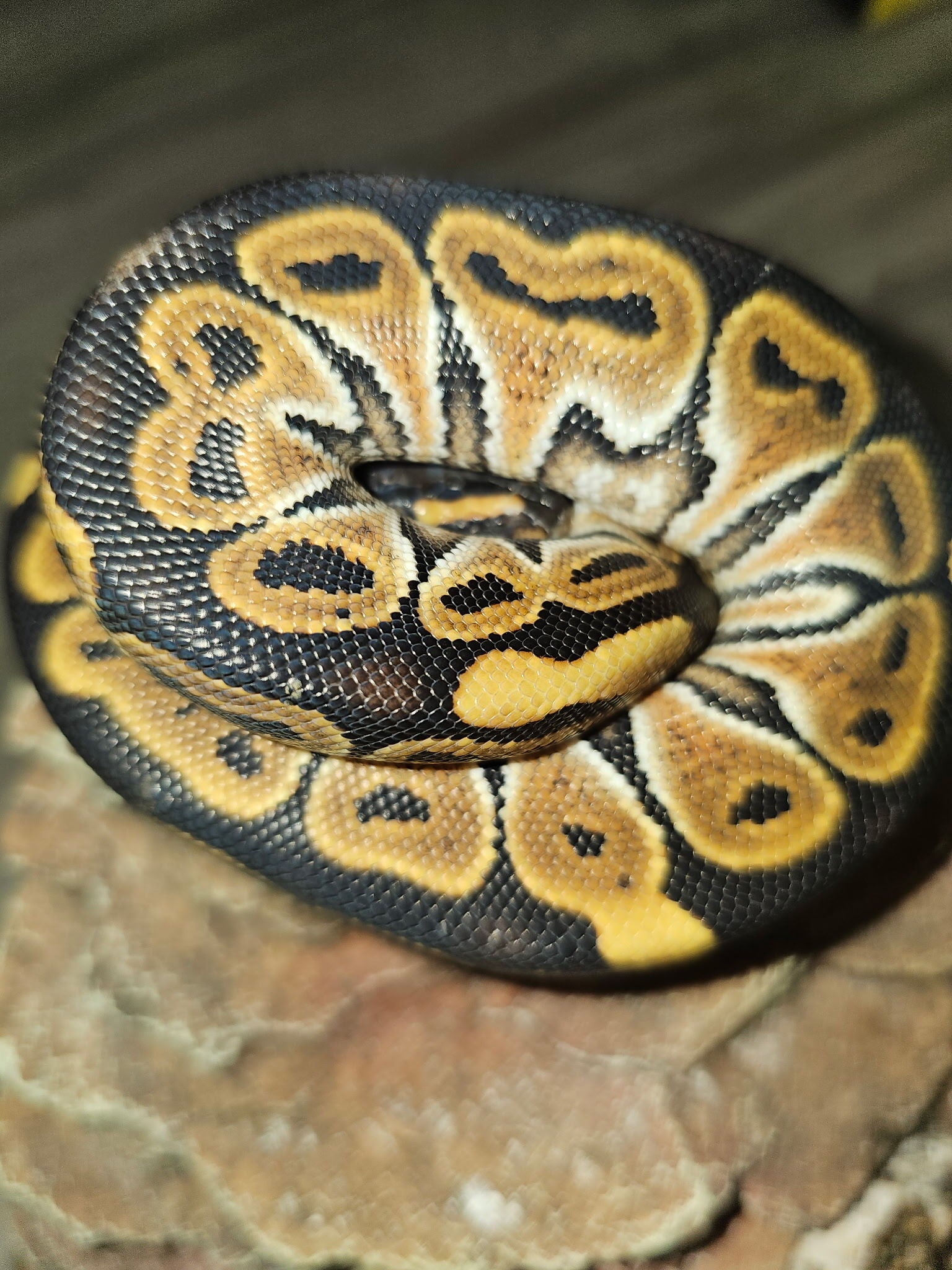 Ball Python "Special Morph" | CRAZY FROG LADY L.L.C.