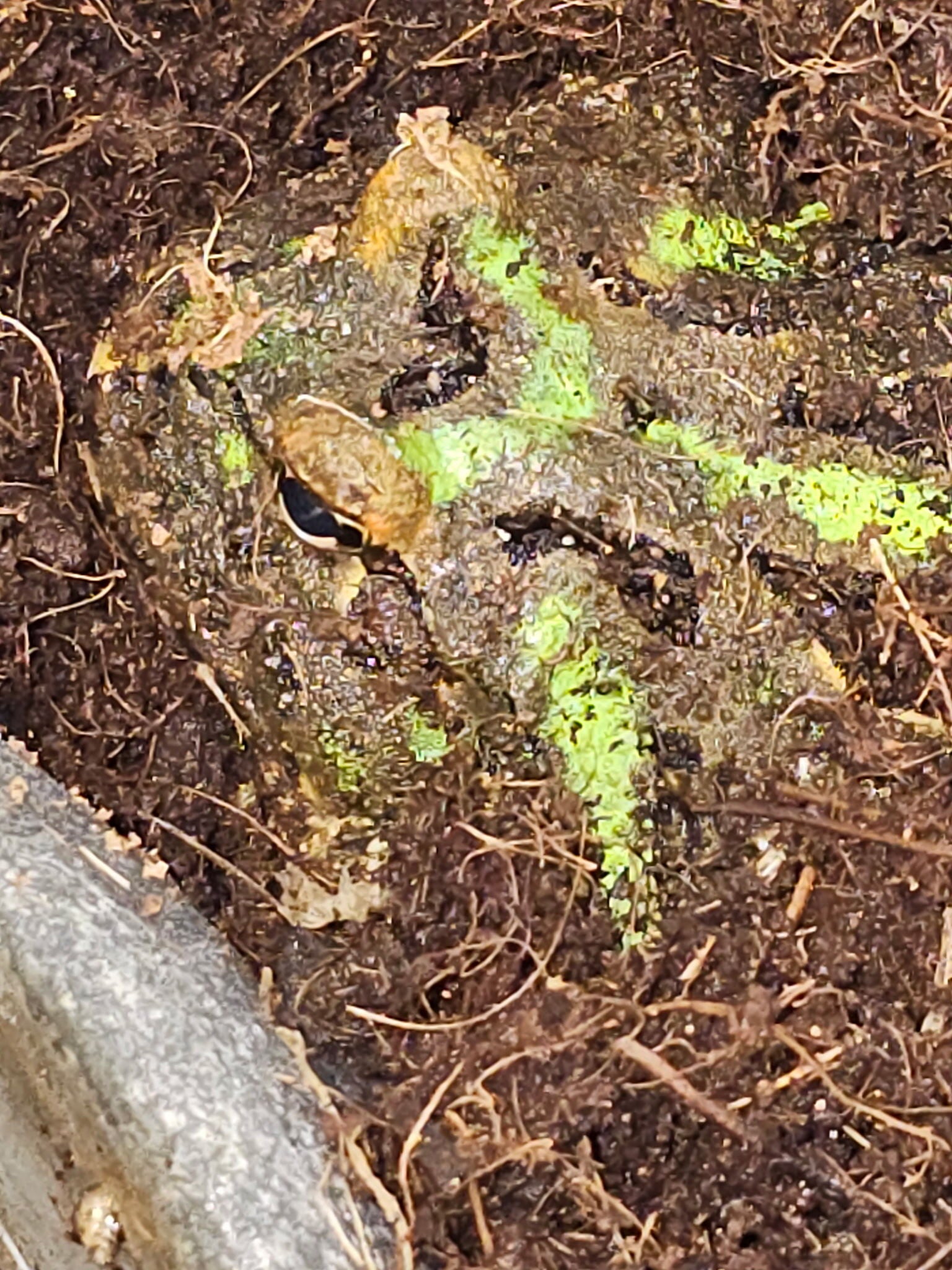 Samurai Blue Pacman Frog - Female | CRAZY FROG LADY L.L.C.