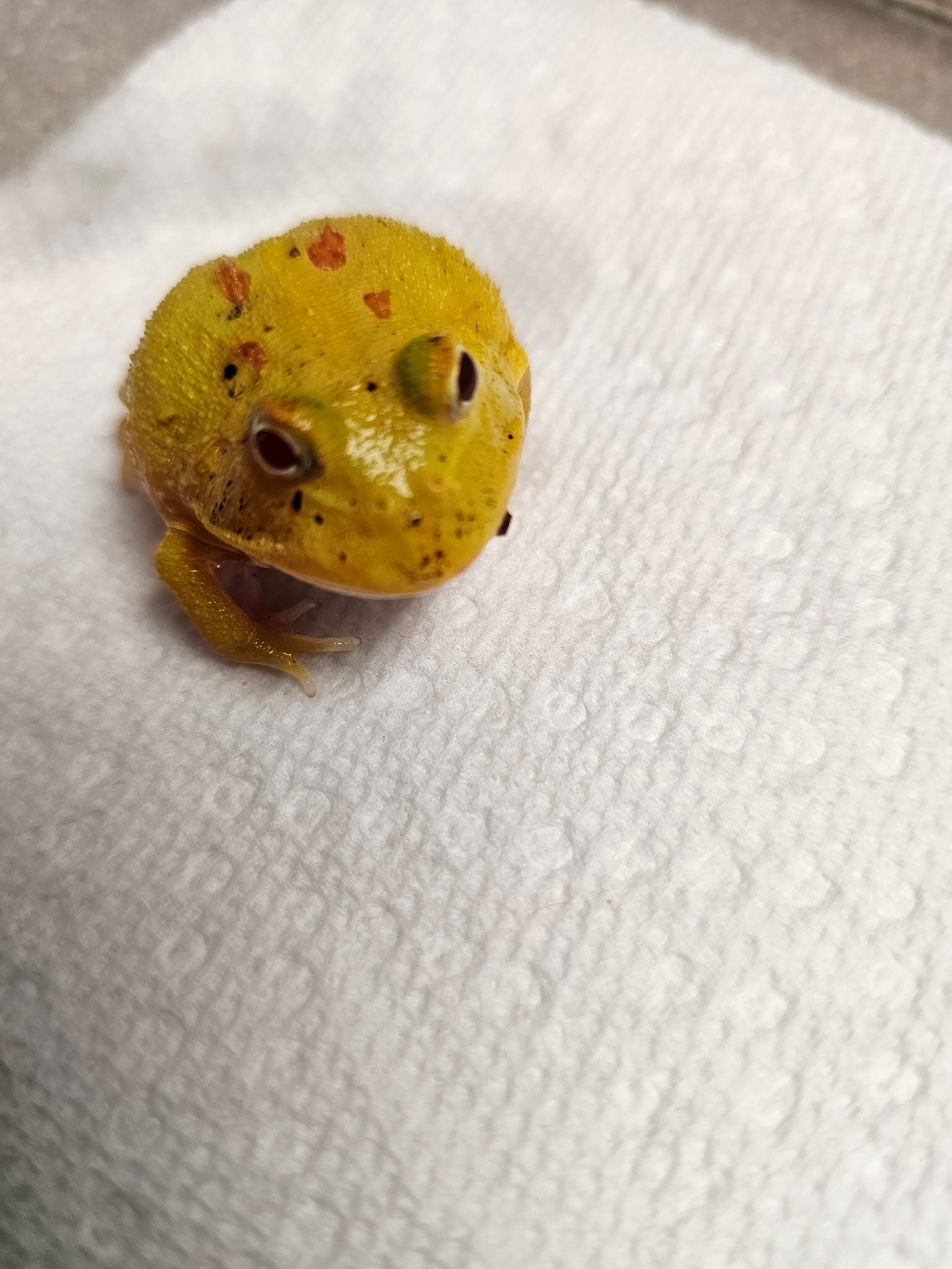 Pikachu Pacman Frog c.c.b. | CRAZY FROG LADY L.L.C.