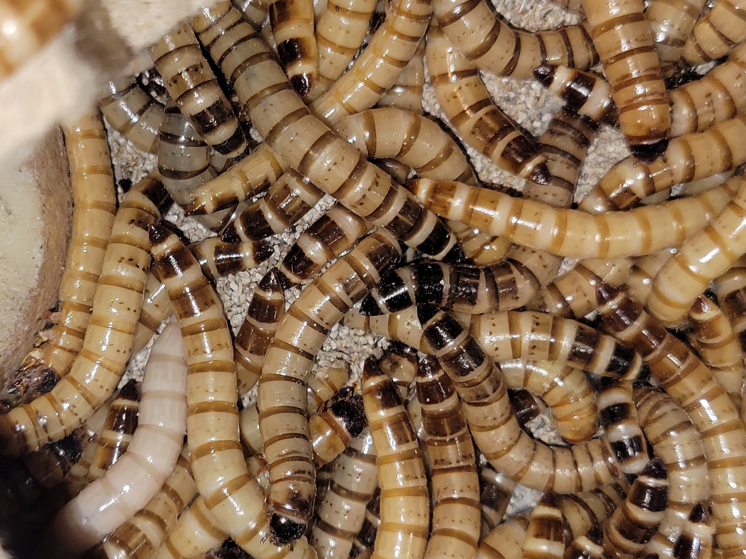 Superworms LARGE | CRAZY FROG LADY L.L.C.